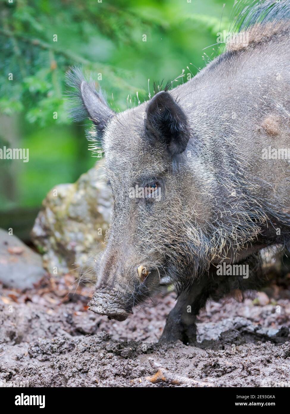 Male, tusker. Wild Boar (Sus scrofa) in Forest. National Park Bavarian ...