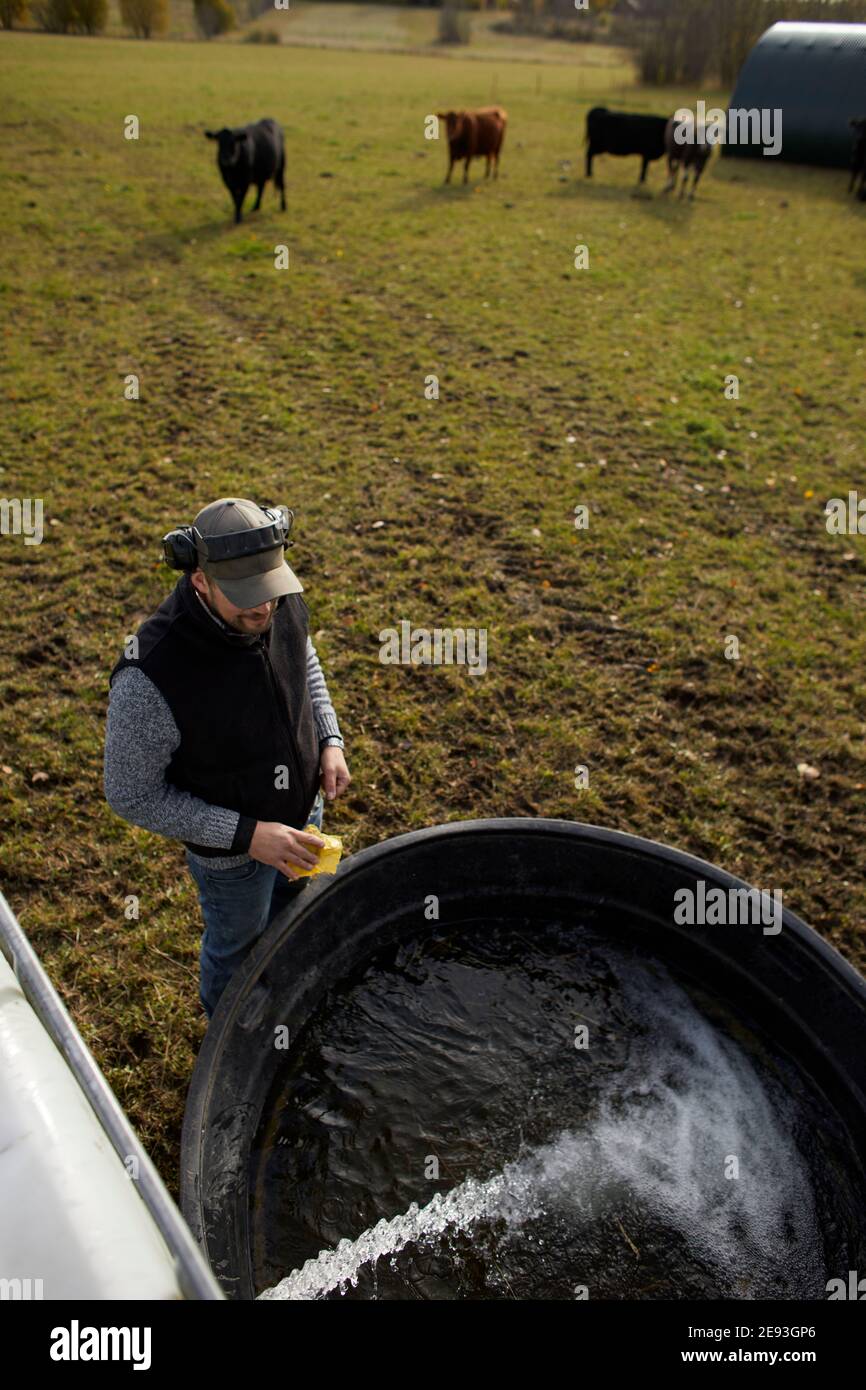 Farmer pouring water for cattle Stock Photo - Alamy