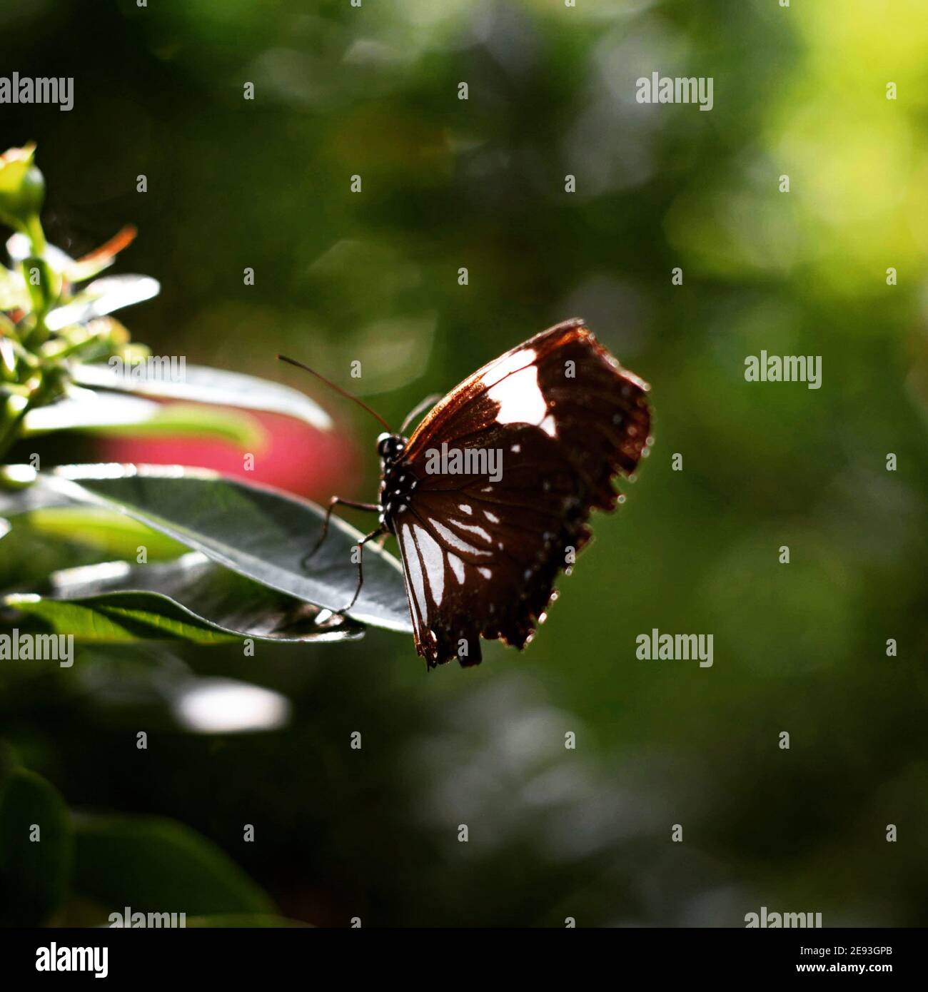 Magpie crow butterfly on a green leaf Stock Photo - Alamy