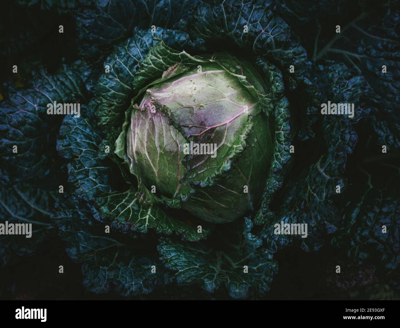 Green cabbage patch hi-res stock photography and images - Alamy