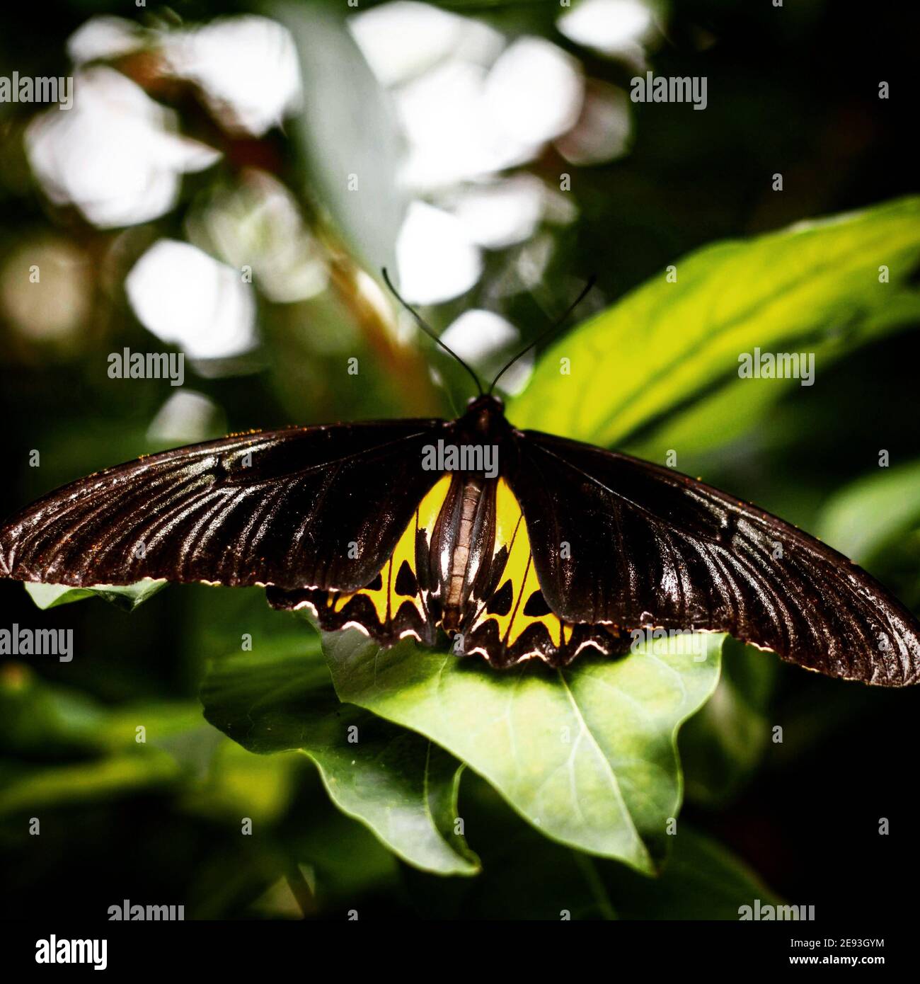 Golden birdwing butterfly hi-res stock photography and images - Alamy