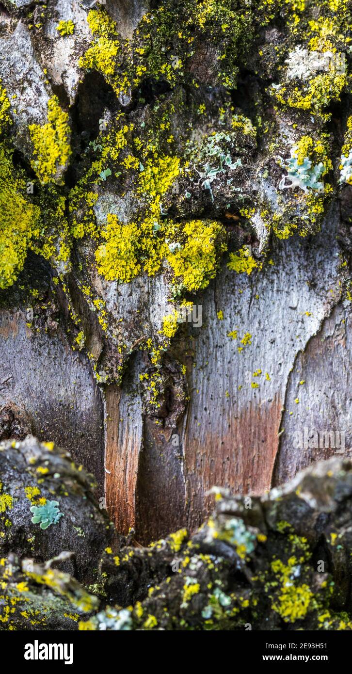 Vertical closeup of lichen on tree bark Stock Photo - Alamy