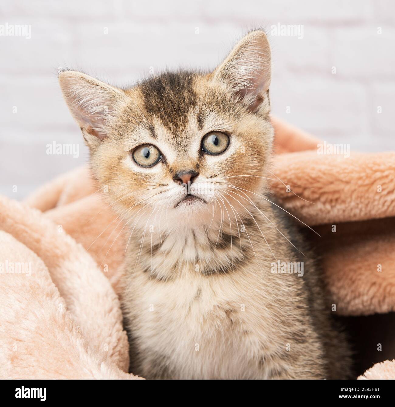 portrait of a kitten scottish chinchilla straight sitting in a blanket ...