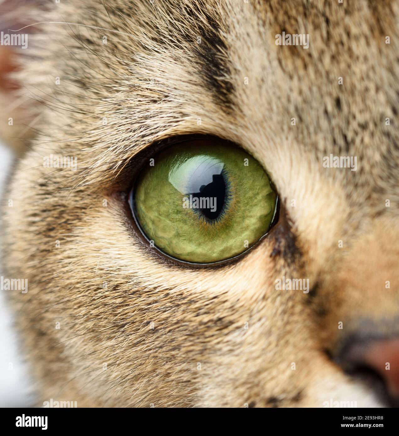 green eye scottish kitten with straight ears, macro Stock Photo - Alamy