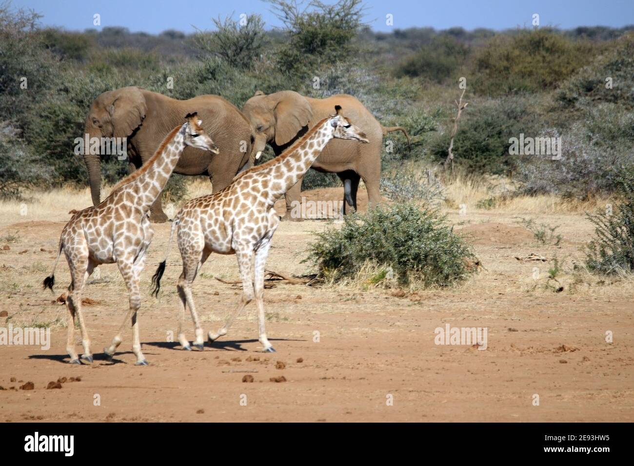 Twin day at Erindi in Namibia Stock Photo - Alamy