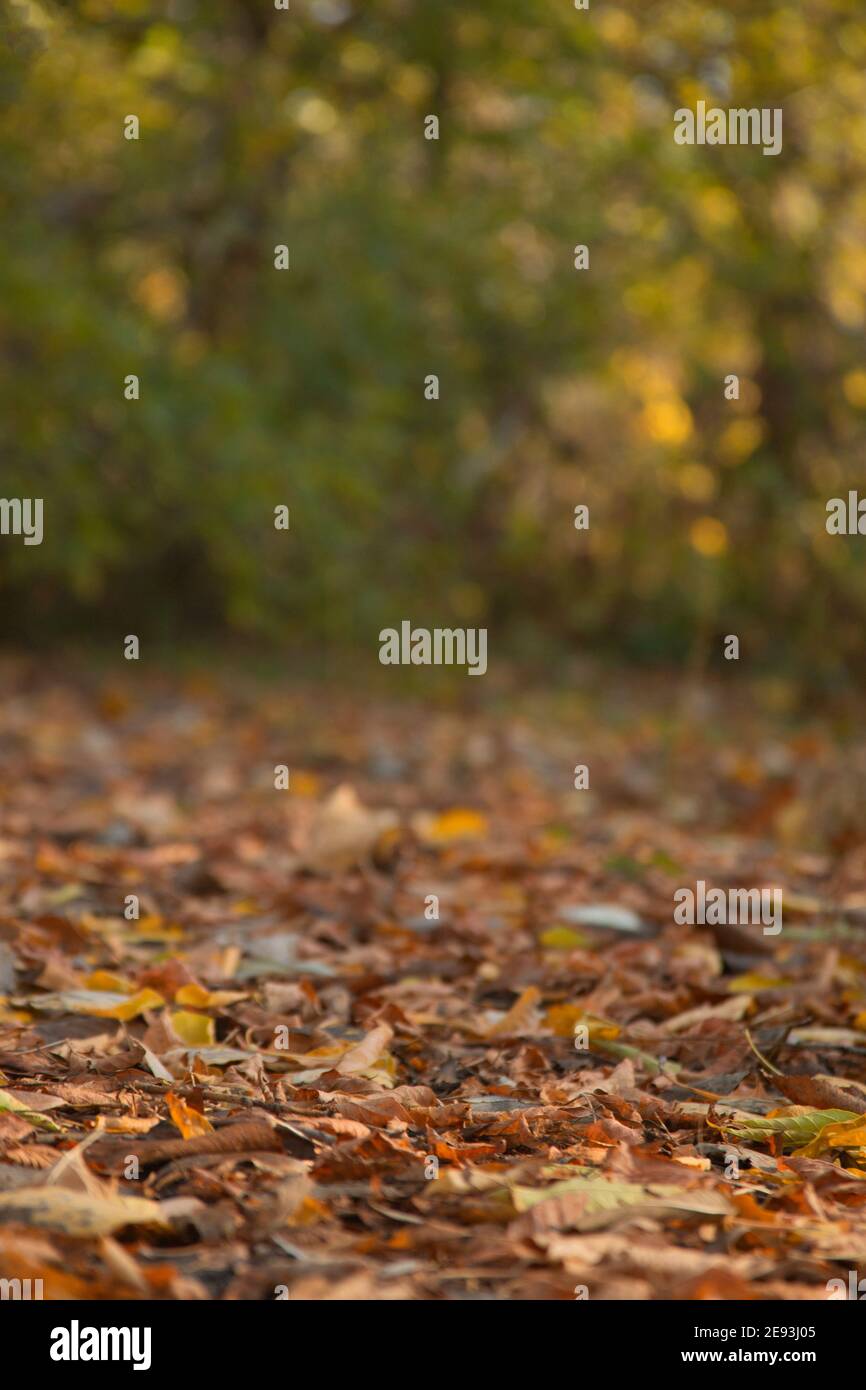 deciduous path in the forest with autumn leaves deep fall Stock Photo ...