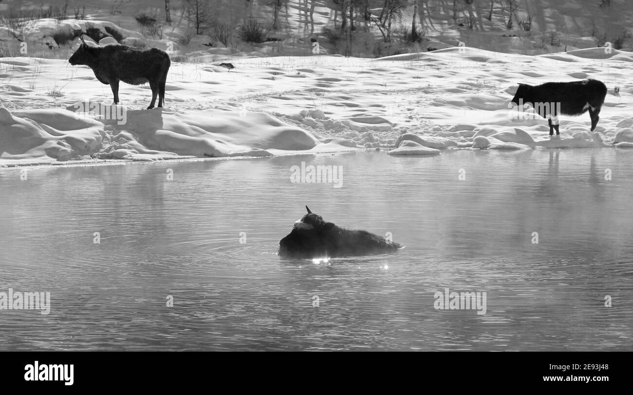Mongolia photography Black and White Stock Photos & Images - Alamy