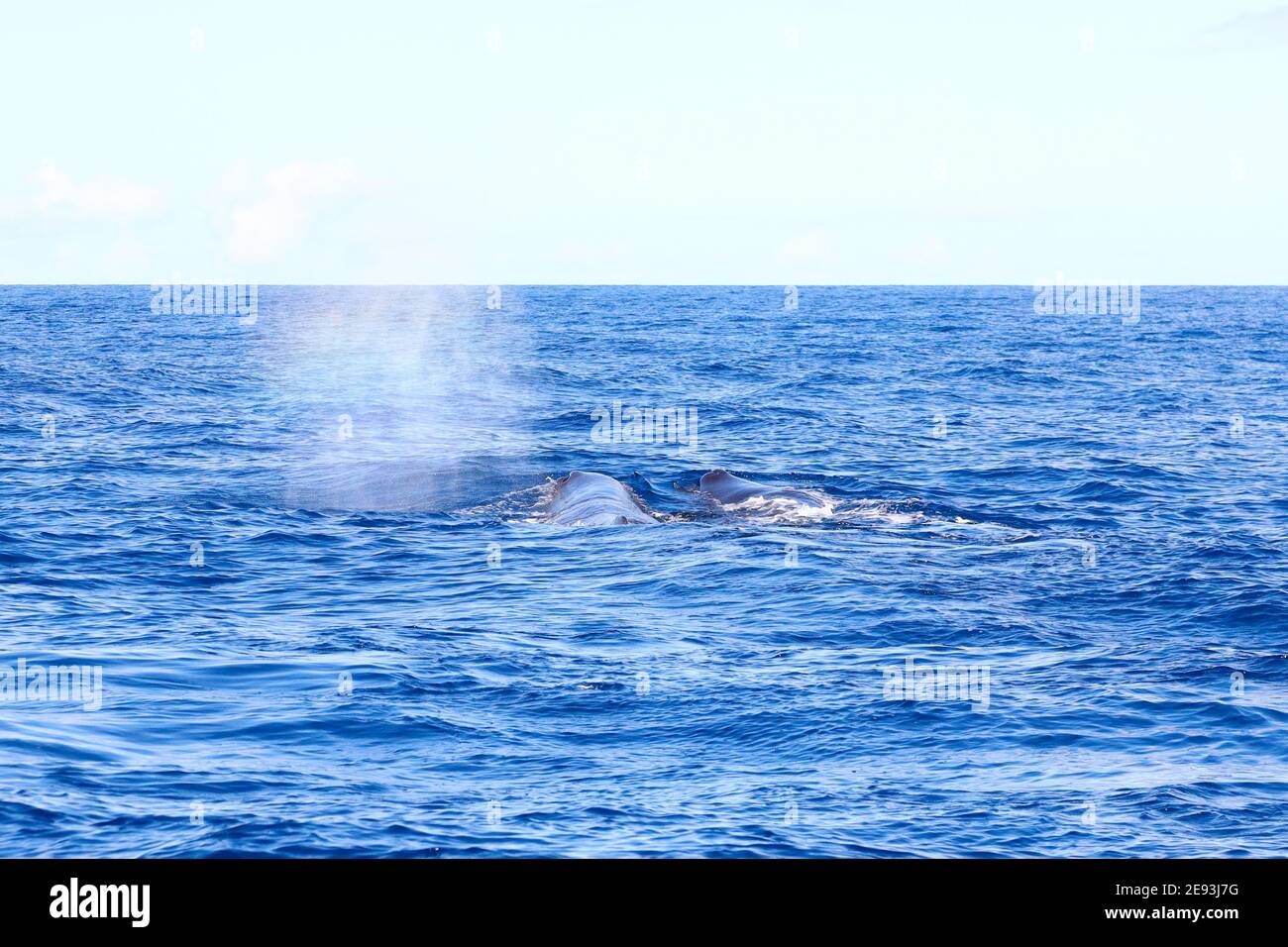 Spouting fish hi-res stock photography and images - Alamy