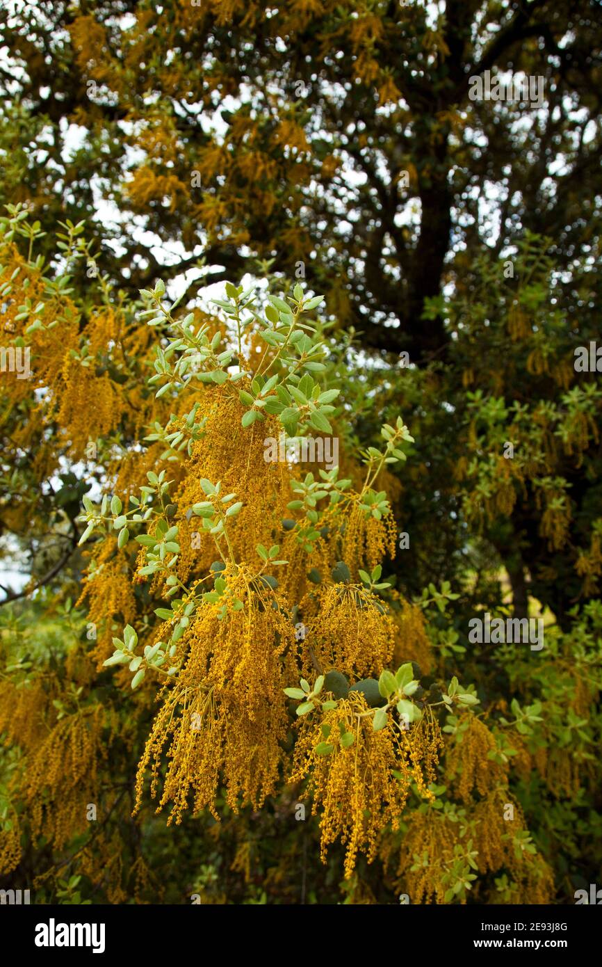 Parque natural flores hi-res stock photography and images - Alamy