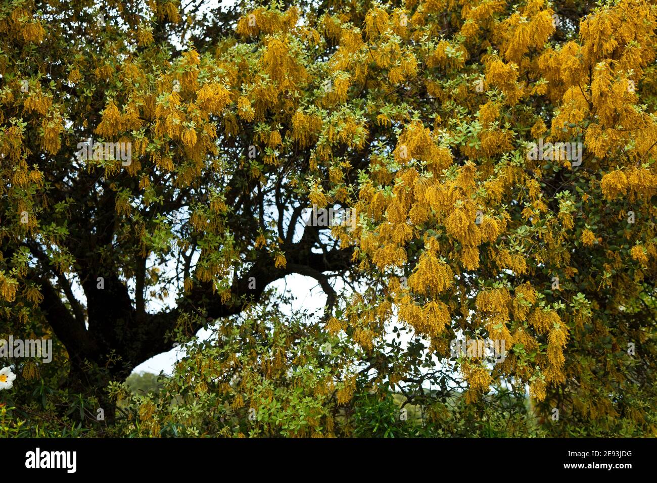 Flores de encina hi-res stock photography and images - Alamy