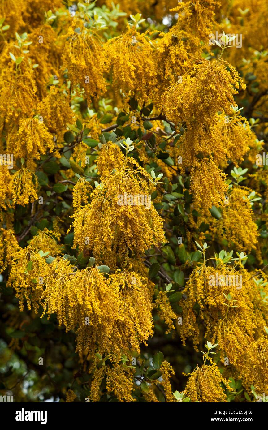 Flores de Encina, Parque Natural Sierra de Andújar, Jaen, Andalucía ...