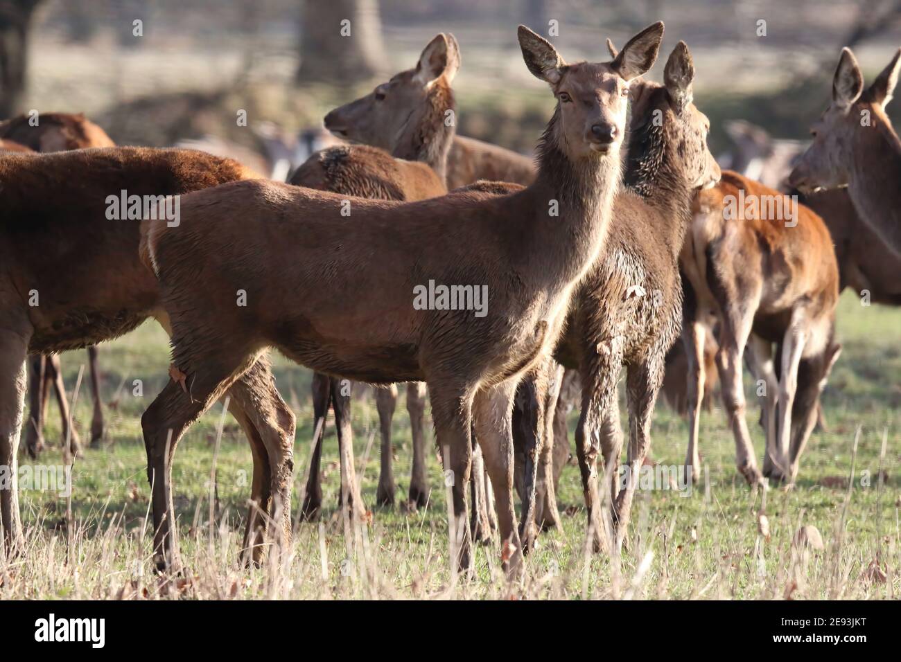 Red Deer hinds (females Stock Photo - Alamy