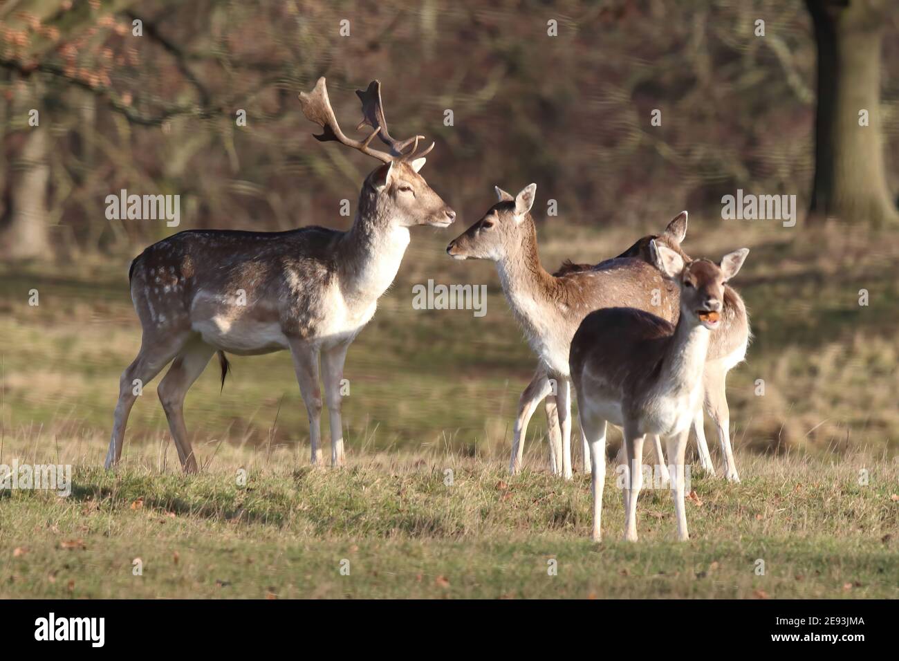 Fallow Deer (Dama dama) buck and does Stock Photo - Alamy