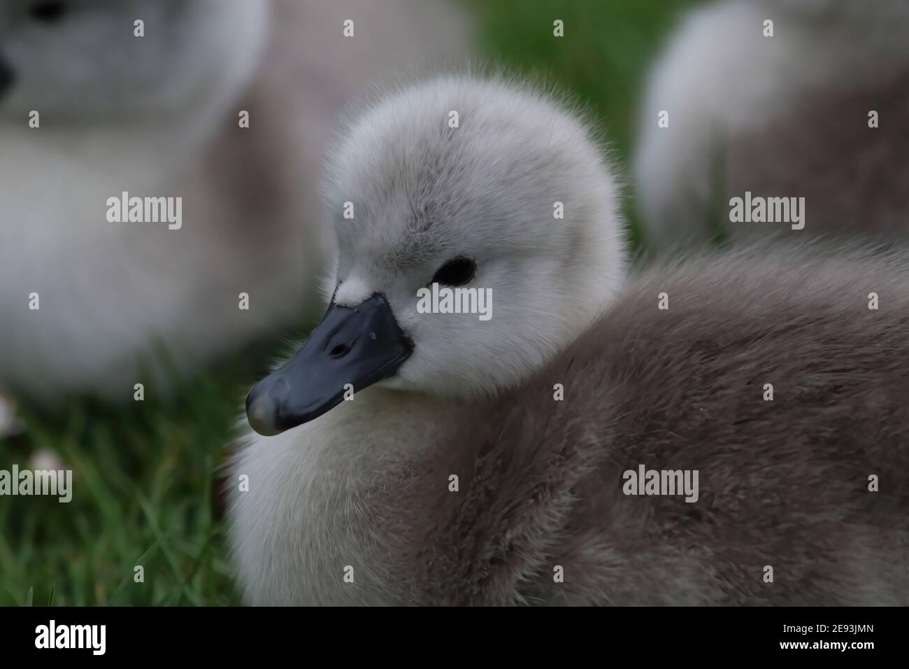 Cygnet mute swan hi-res stock photography and images - Alamy