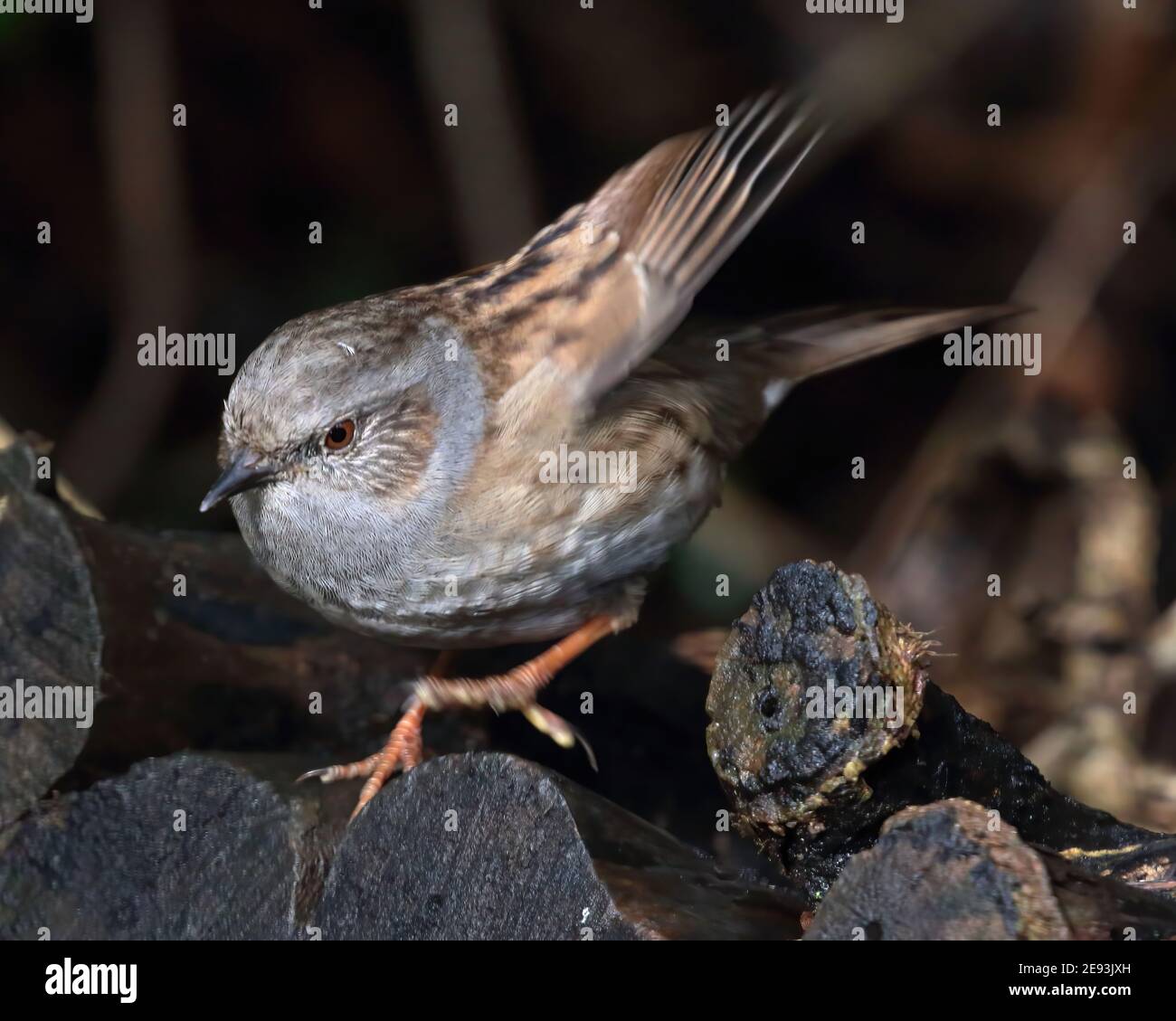 Dunnock (Prunella Modularis Stock Photo - Alamy