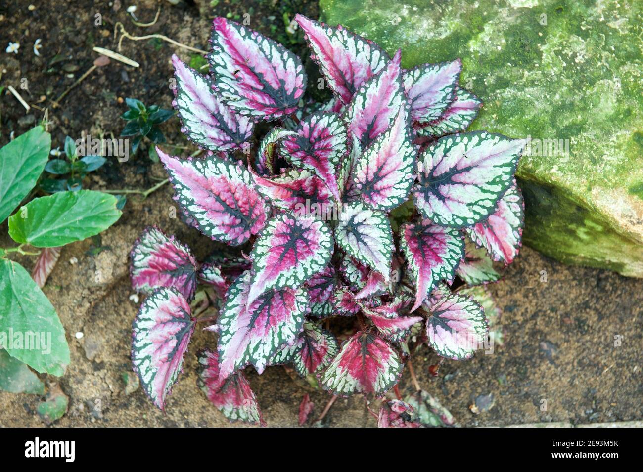 Color Explosion: Vibrant Flowers and Plants to Brighten Up Your Space ...