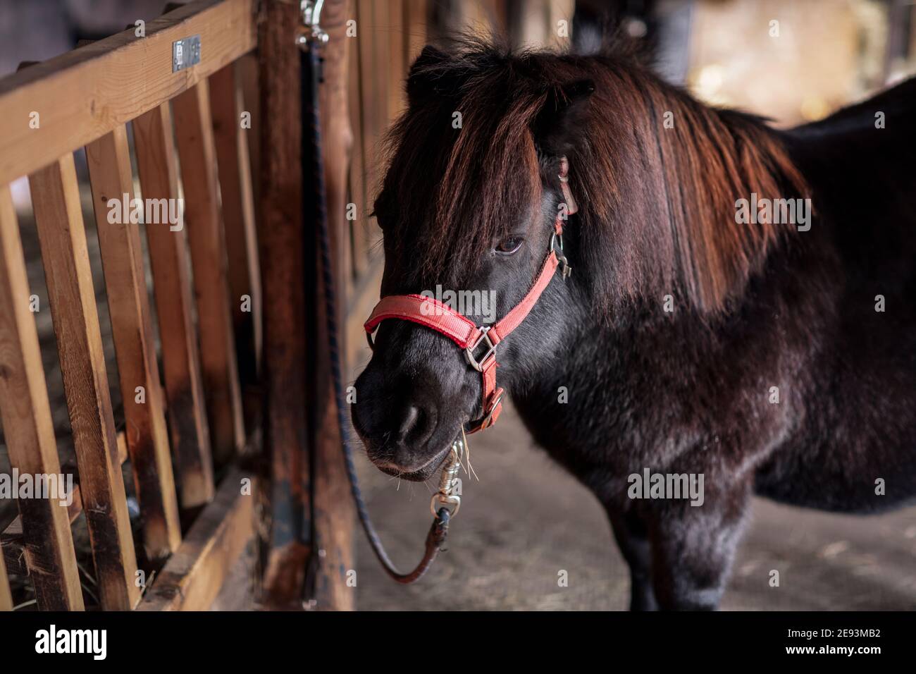 Recreational pony hi-res stock photography and images - Alamy