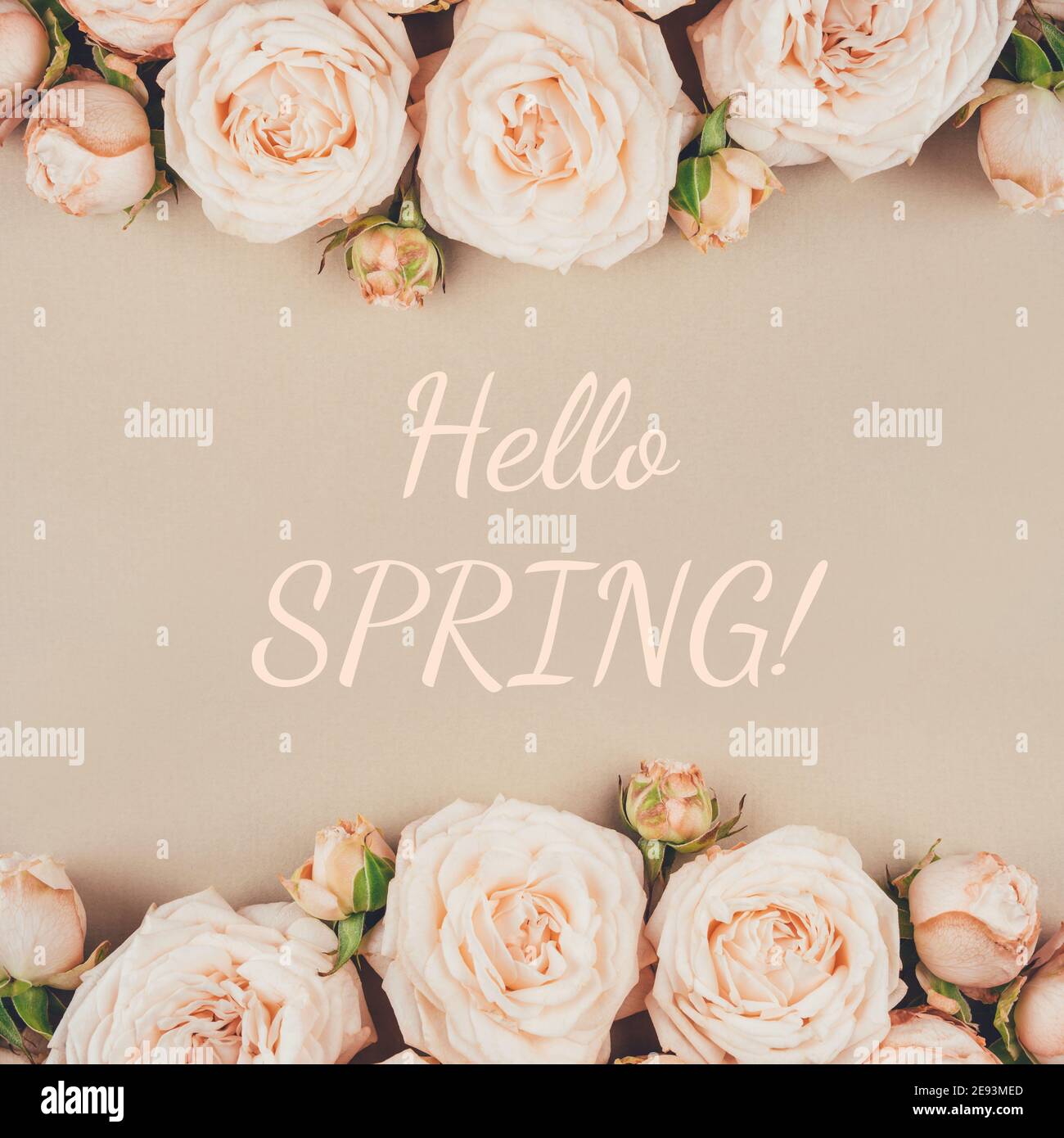 Spring background. Rose flowers on a beige background Stock Photo - Alamy