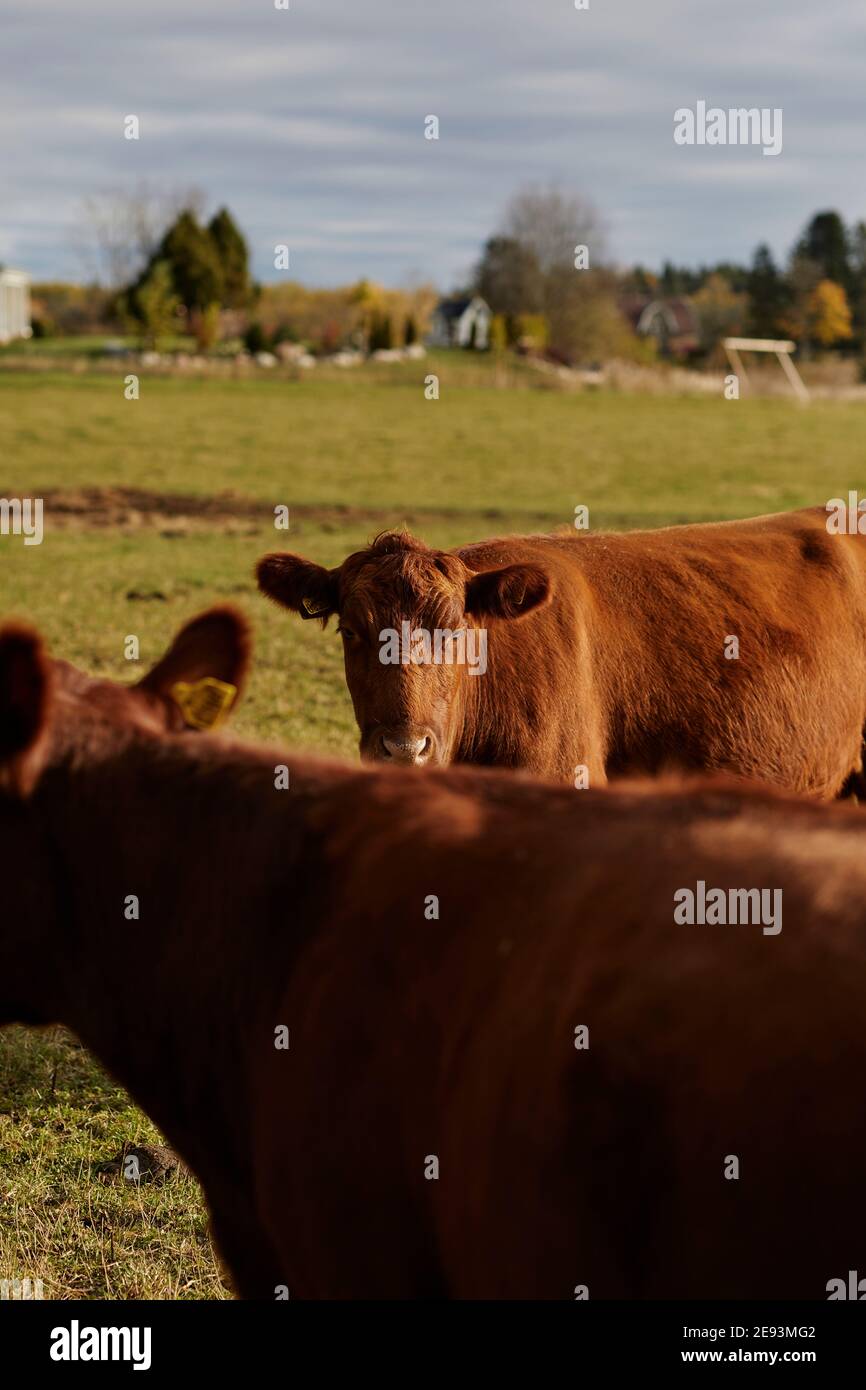 Two domestic cattle in pasture Stock Photo - Alamy