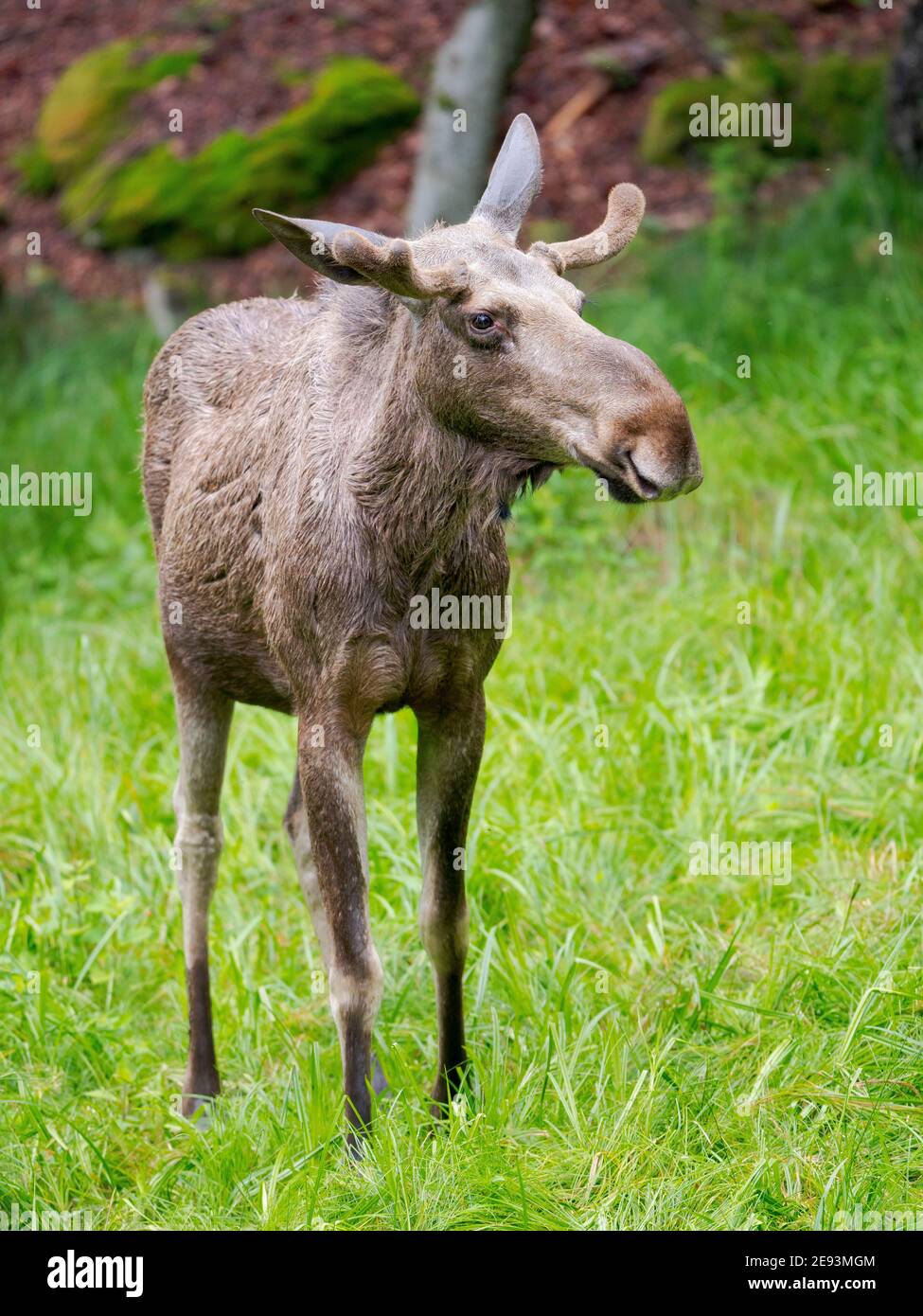 Elk also called Moose in North America (Alces alces). National Park ...