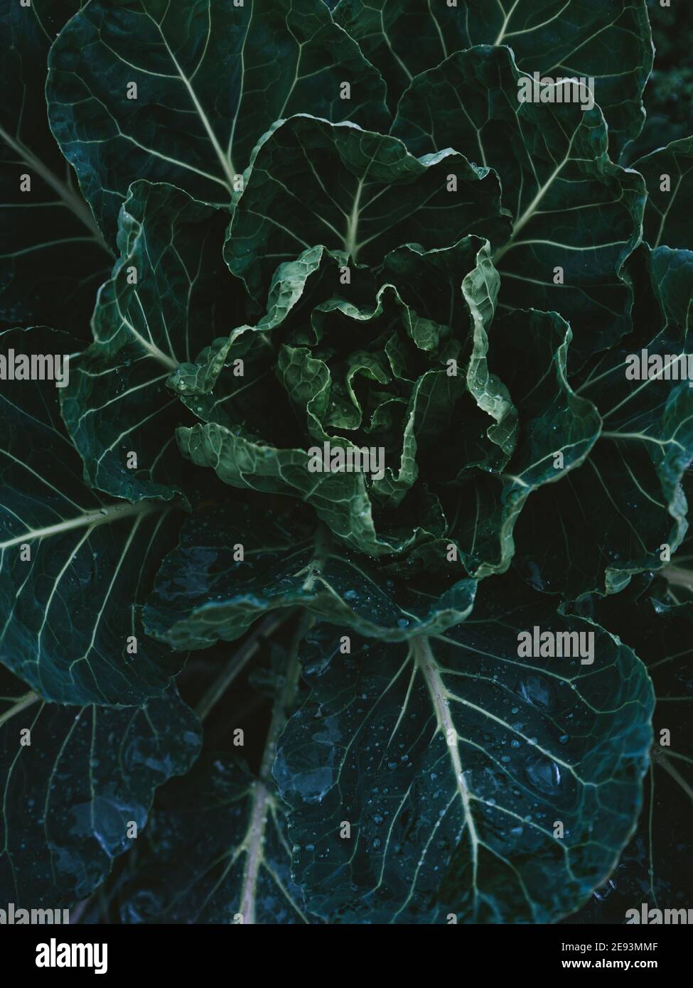 Cabbage fruits hi-res stock photography and images - Alamy