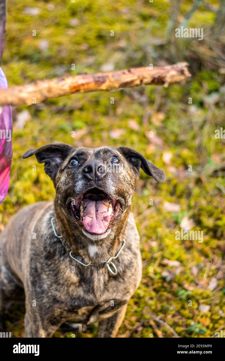 Pitbull in a forest during springtime playing Stock Photo - Alamy