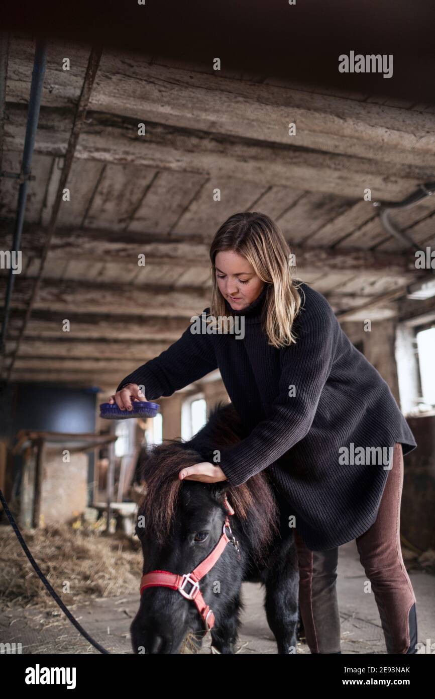 Brushing horse hi-res stock photography and images - Alamy