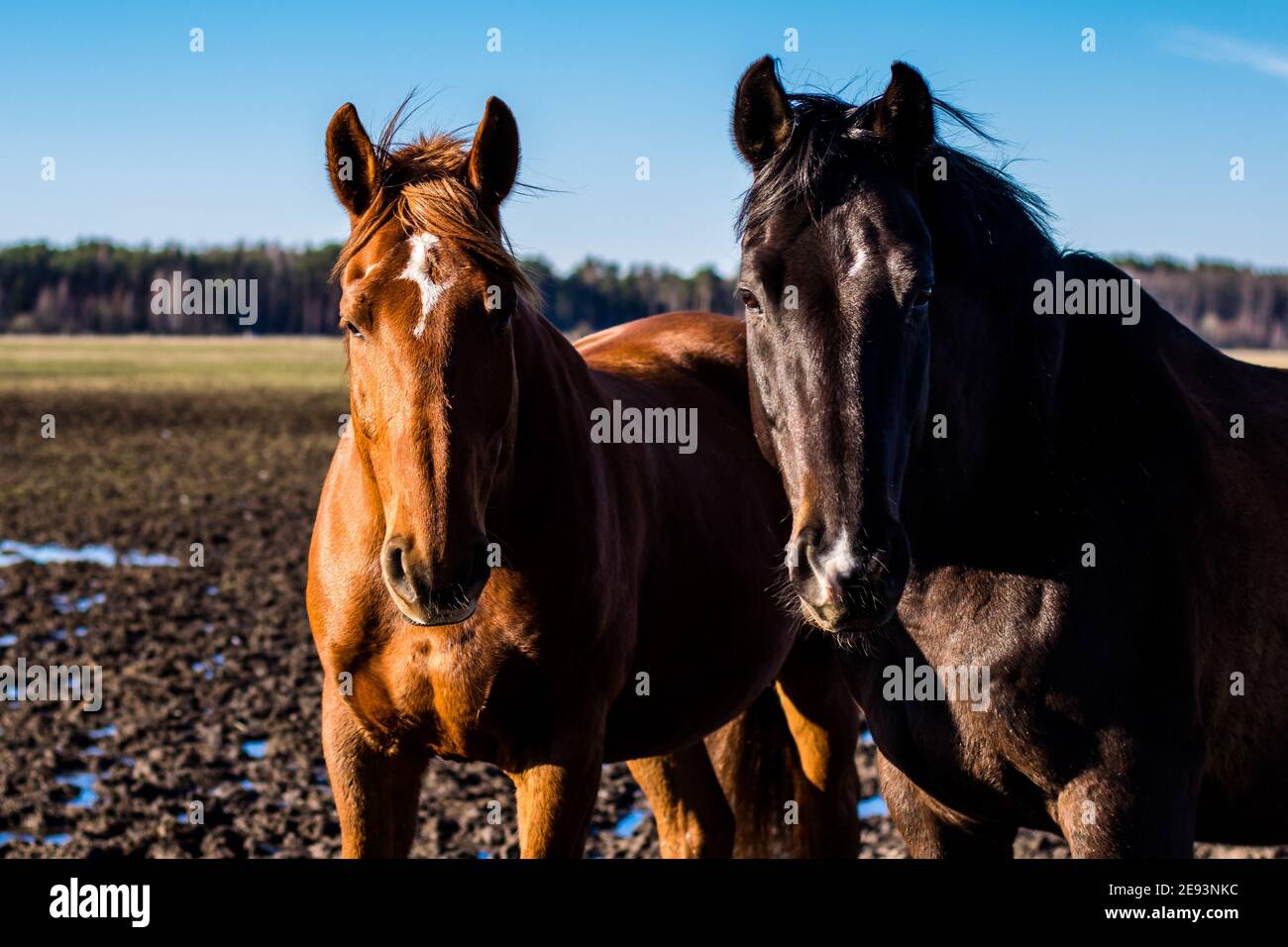 Closeup adorable horses in hi-res stock photography and images - Alamy