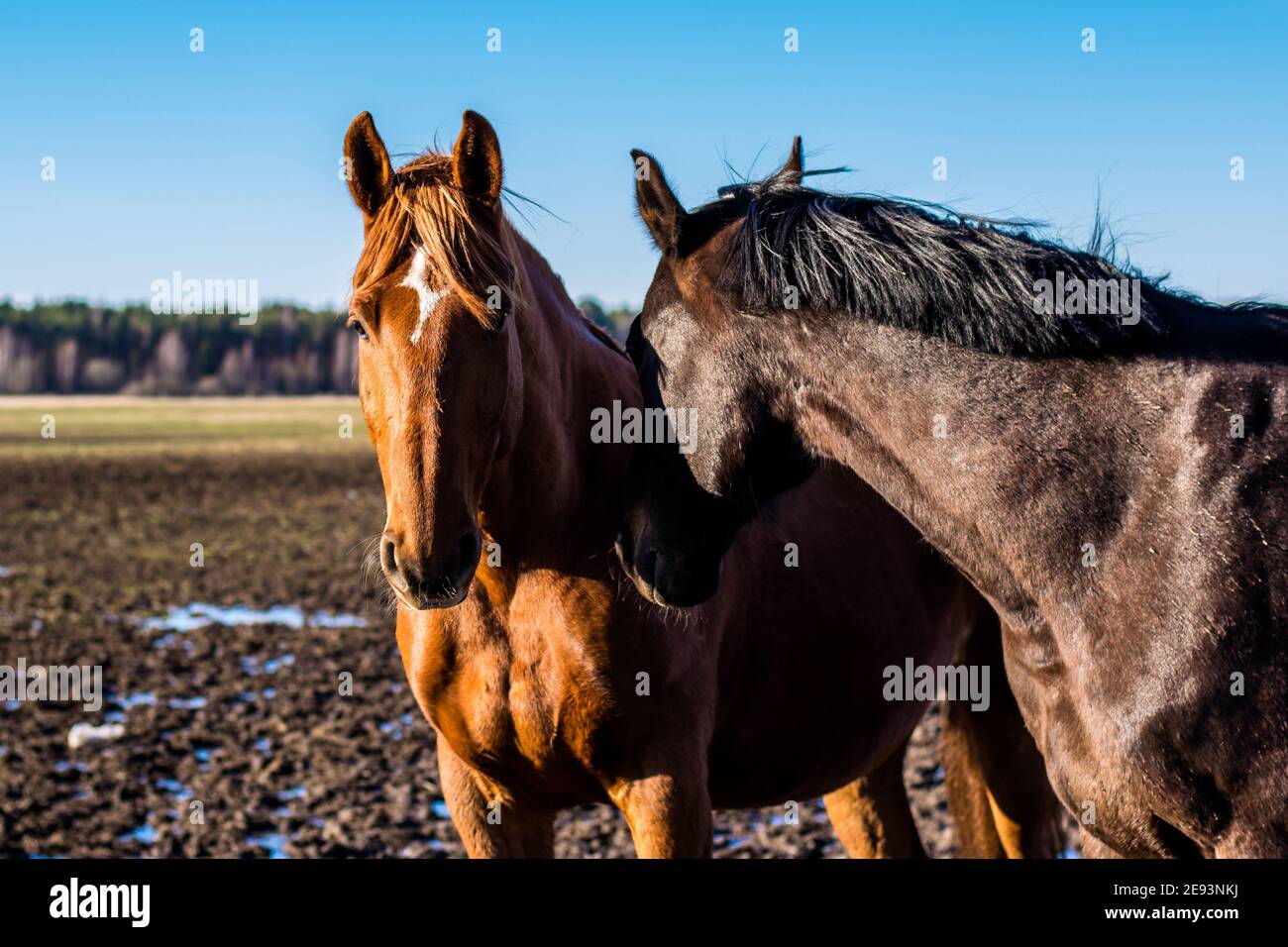 Closeup adorable horses in hi-res stock photography and images - Alamy