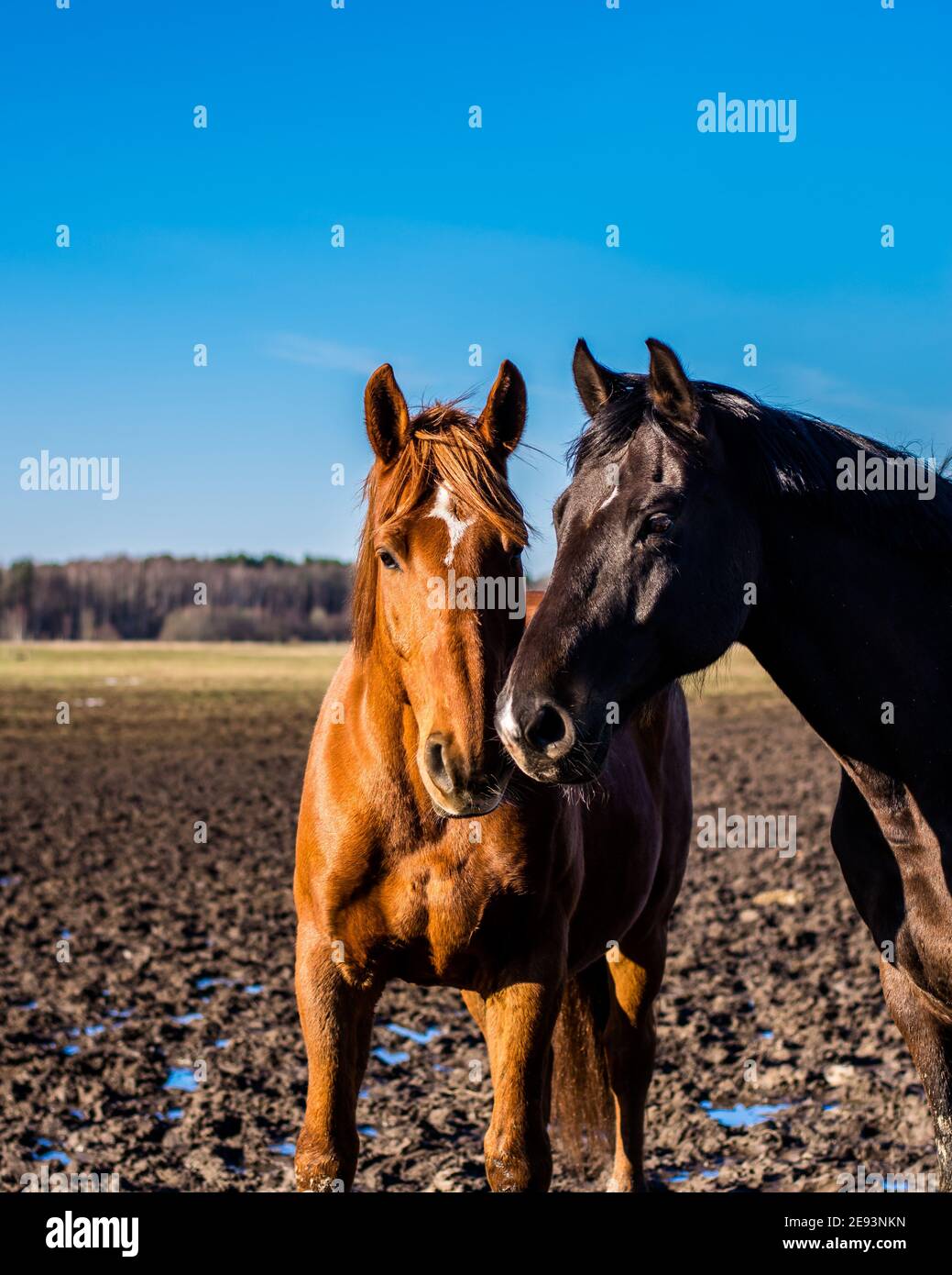 Closeup adorable horses in hi-res stock photography and images - Alamy