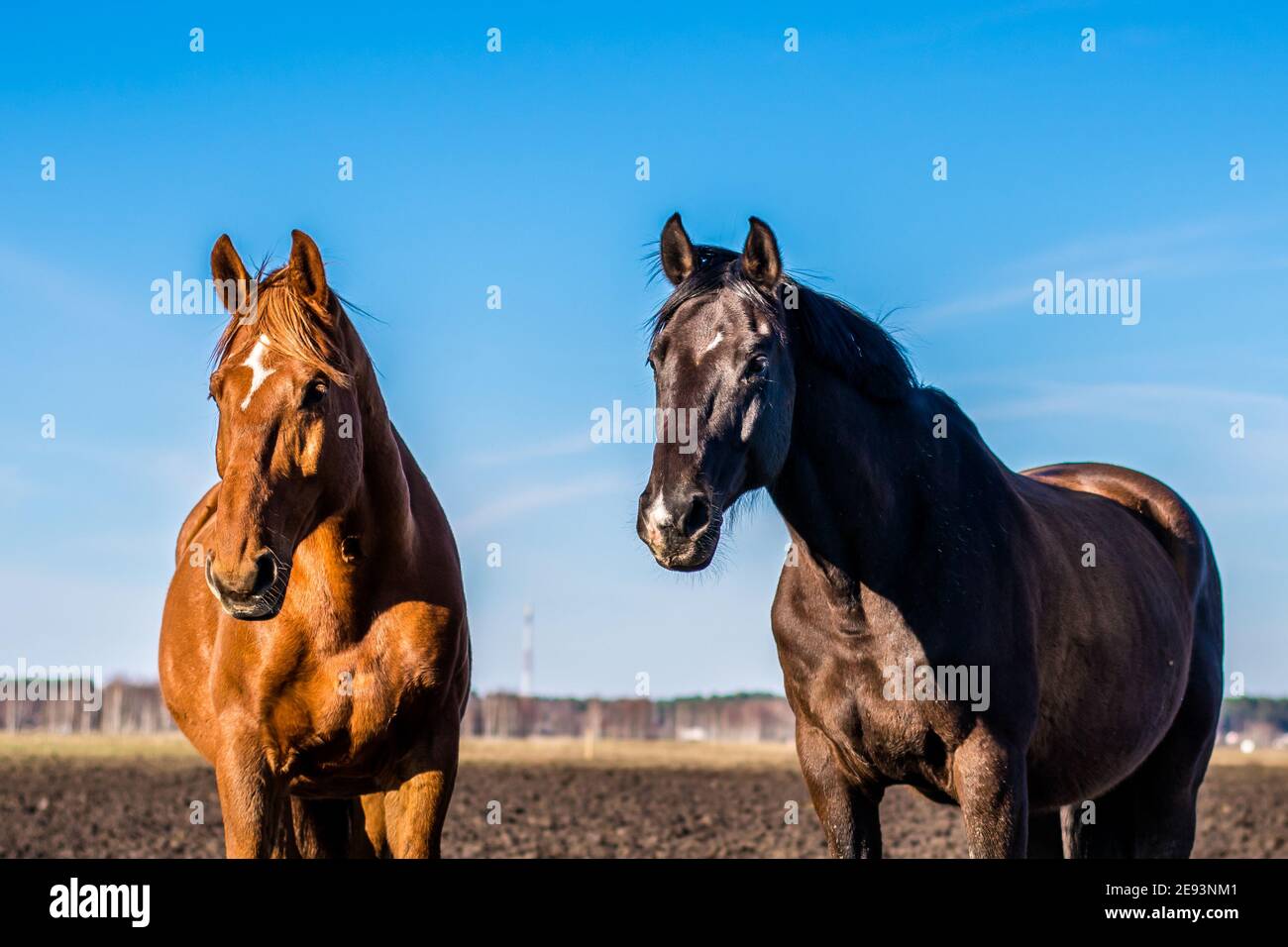 Closeup adorable horses in hi-res stock photography and images - Alamy
