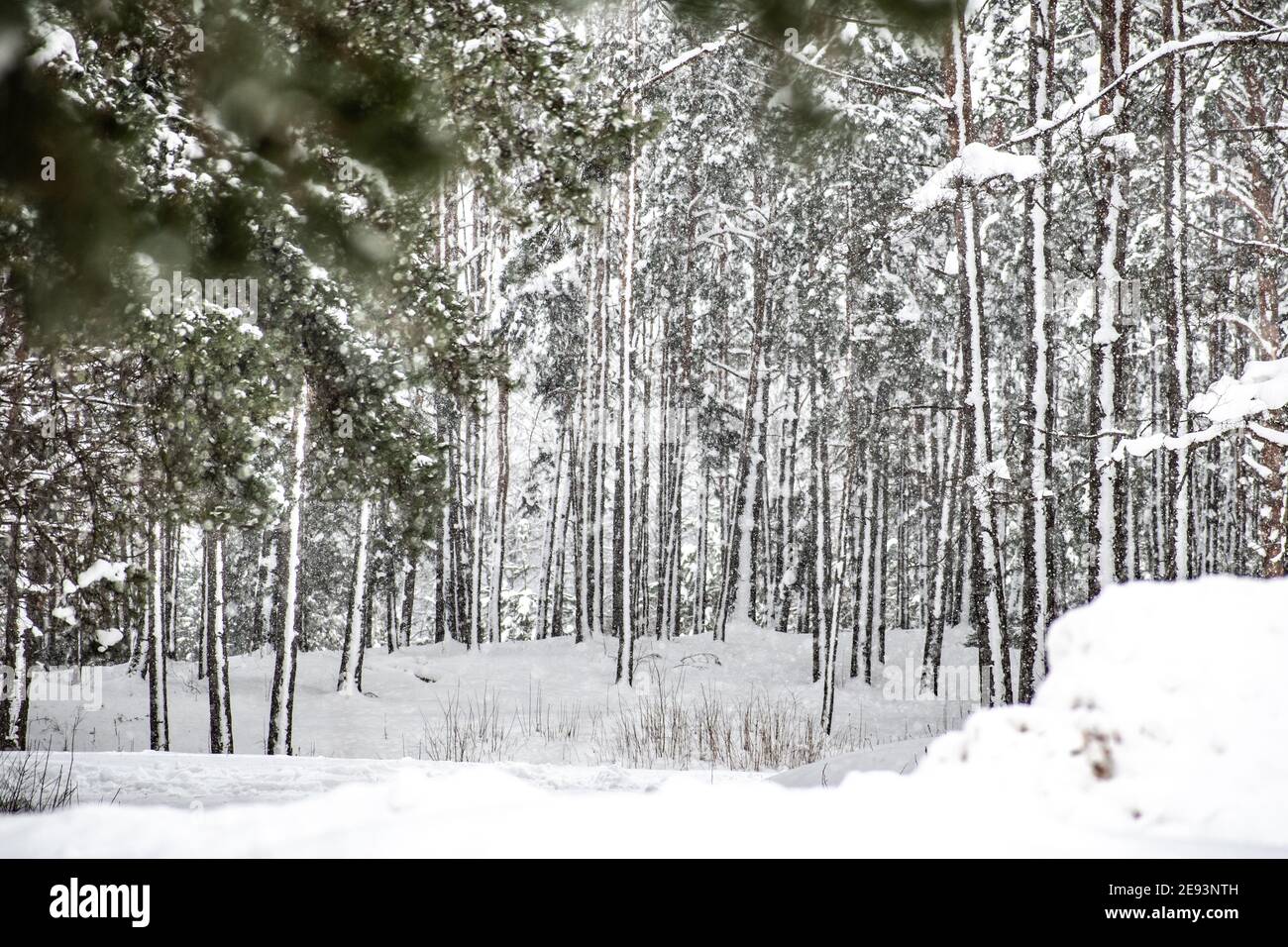 White fir tree landscape hi-res stock photography and images - Alamy