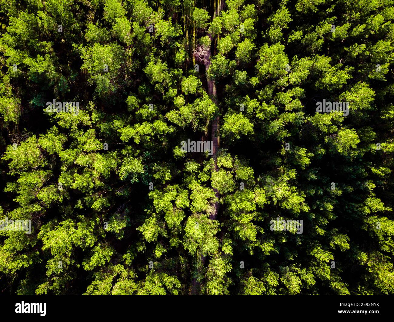 Drone photography of a forest hi-res stock photography and images - Alamy