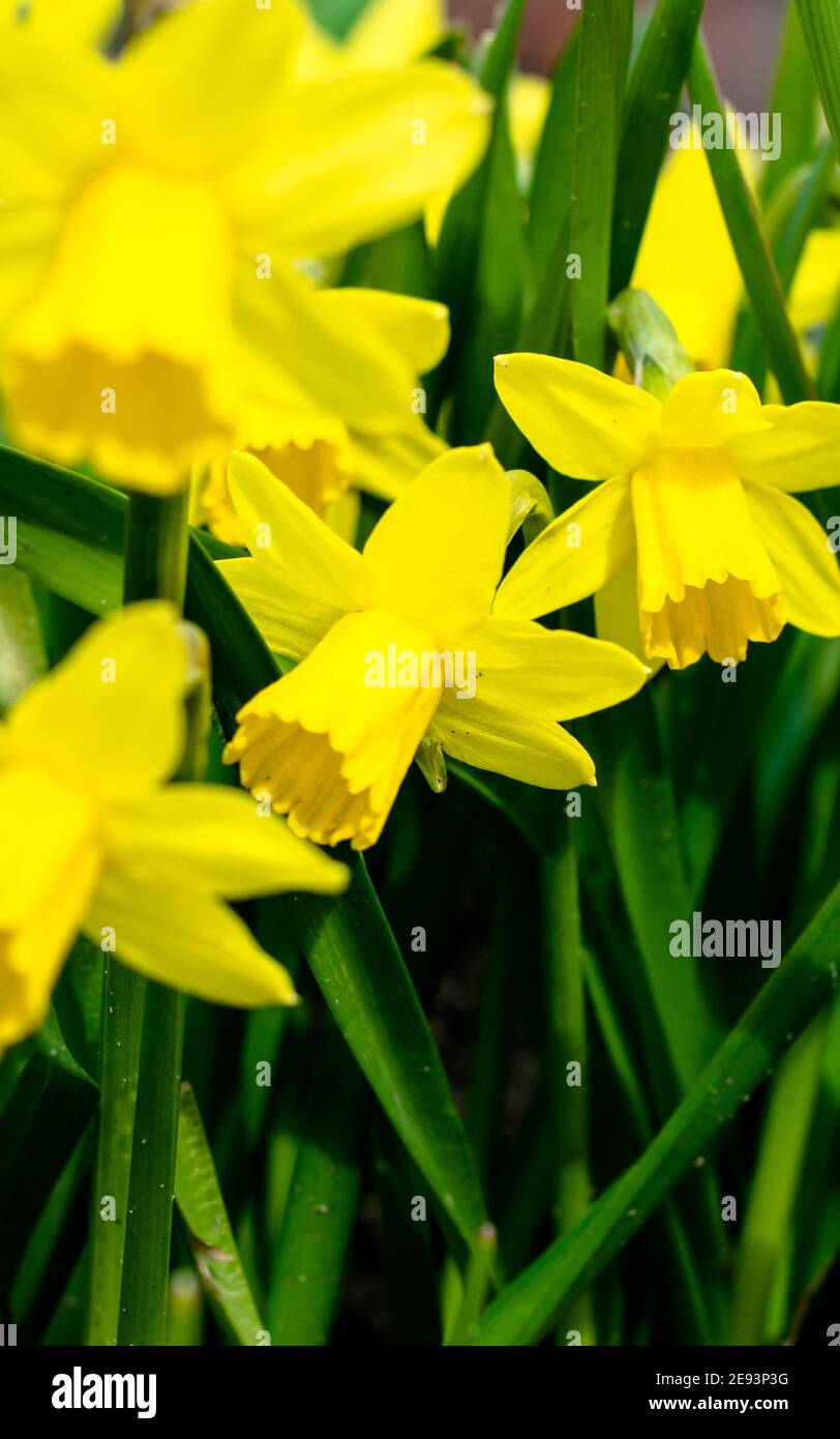 Daffodil flowers in garden during hi-res stock photography and images ...
