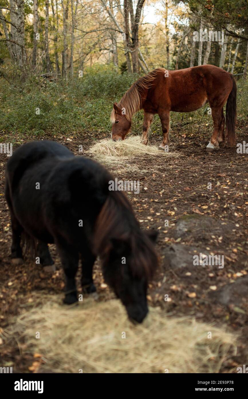 Two horses eating straw in forest Stock Photo - Alamy