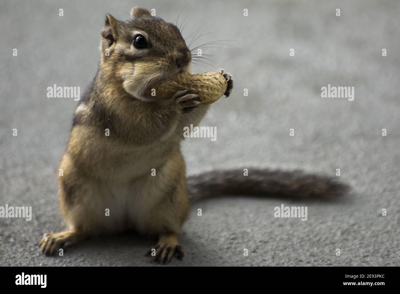 Selective focus shot of a chipmunk eating nut Stock Photo - Alamy