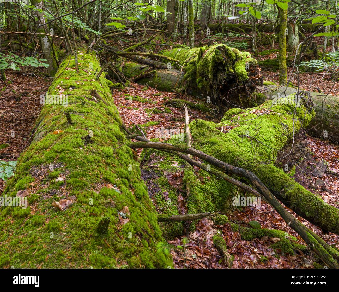 Primeval forest in the National Park Bavarian Forest (Bayerischer Wald ...