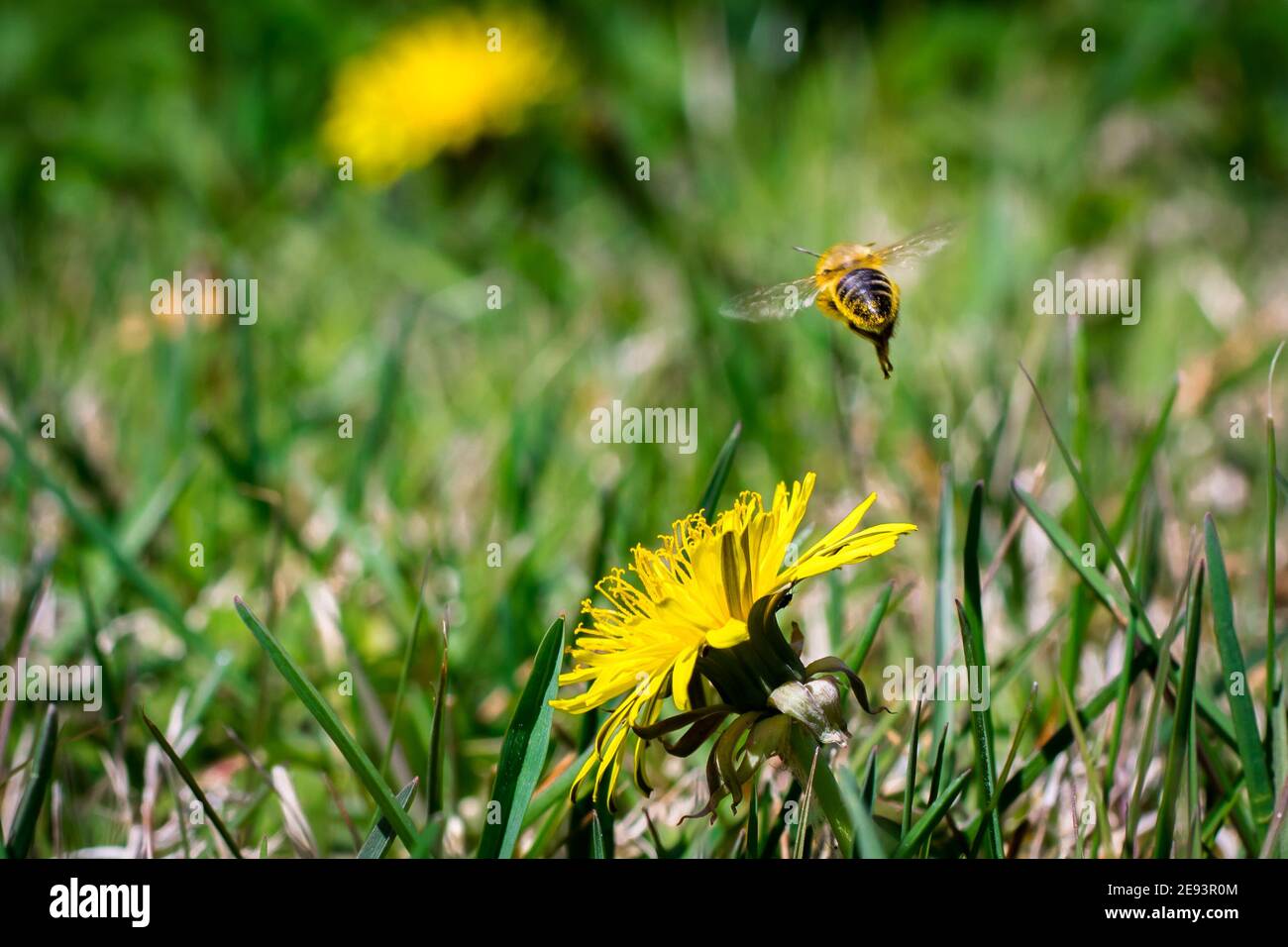 Bee collecting honey from dandelion flower Stock Photo - Alamy