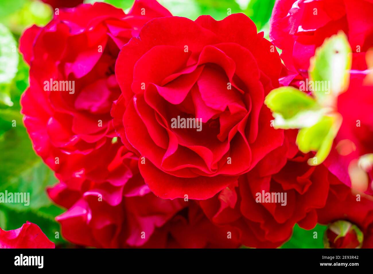 Red garden roses during spring in a garden Stock Photo - Alamy