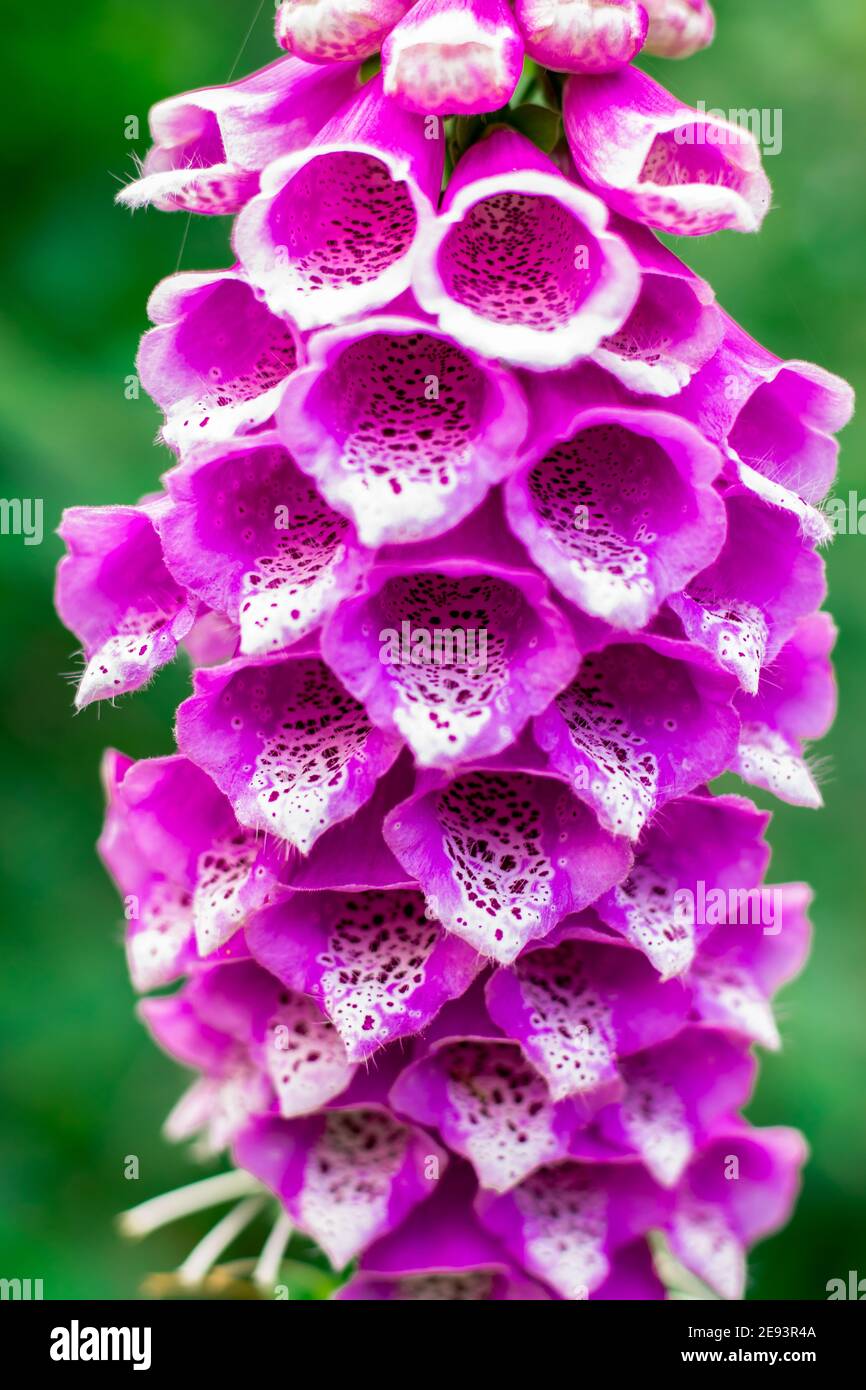 Foxglove flower hi-res stock photography and images - Alamy