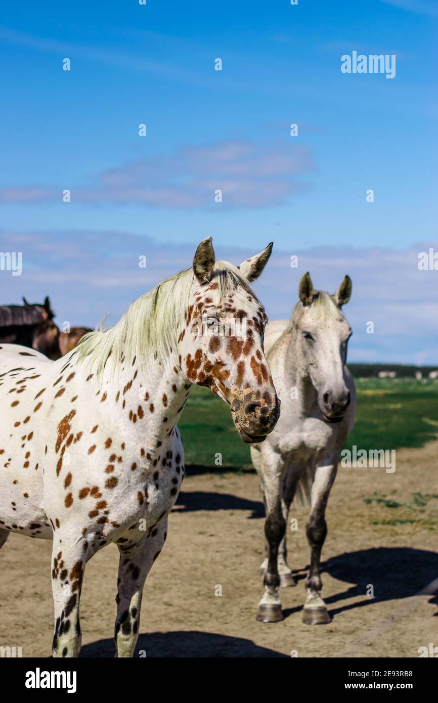 Horse in the countryside looking adorable Stock Photo - Alamy