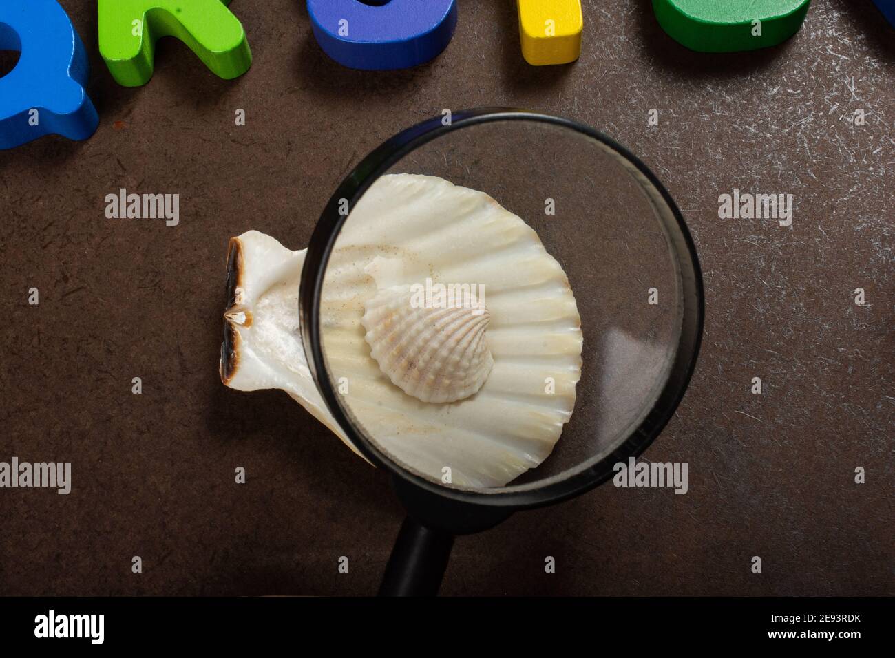 Natural seashell macro texture. Seashells background texture Stock ...