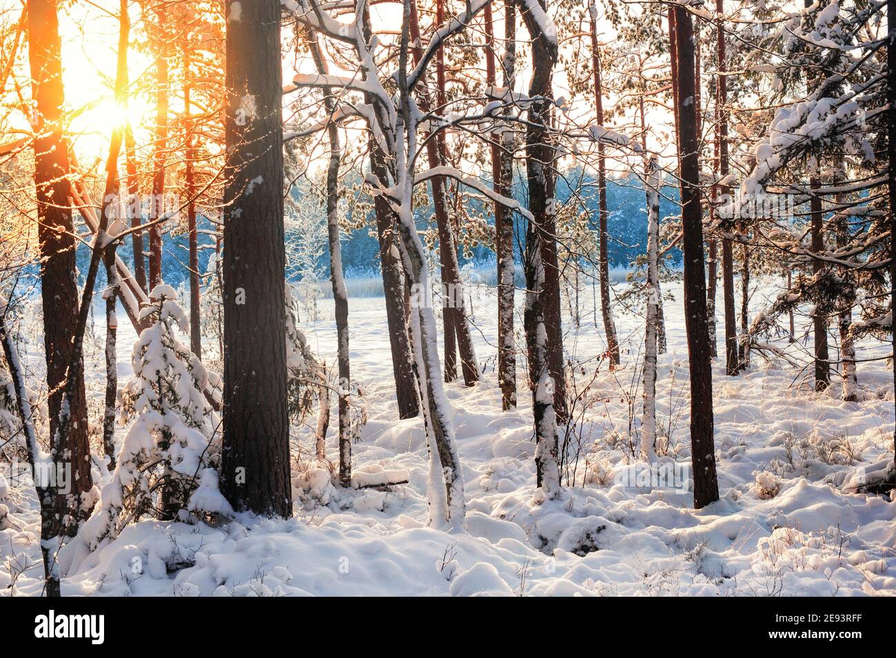 Trees covered with snow with forest in background on frosty evening in ...