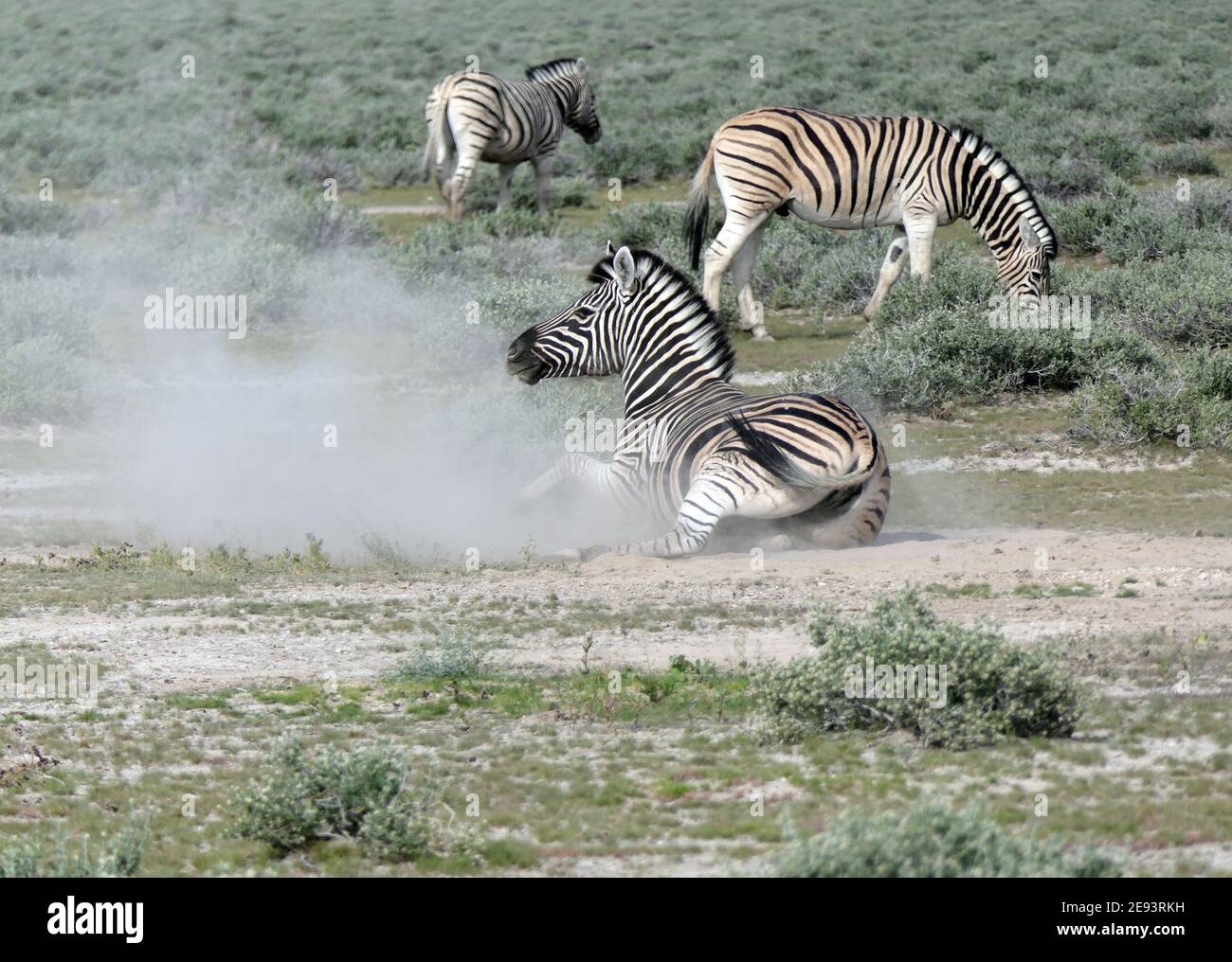 Three horizontal stripes green hi-res stock photography and images - Alamy