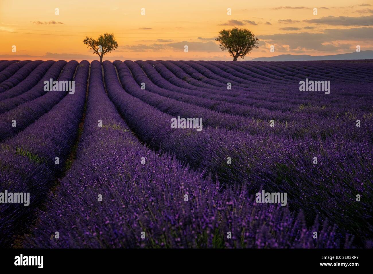 Provence, Lavender field at sunset, Valensole Plateau Provence France ...