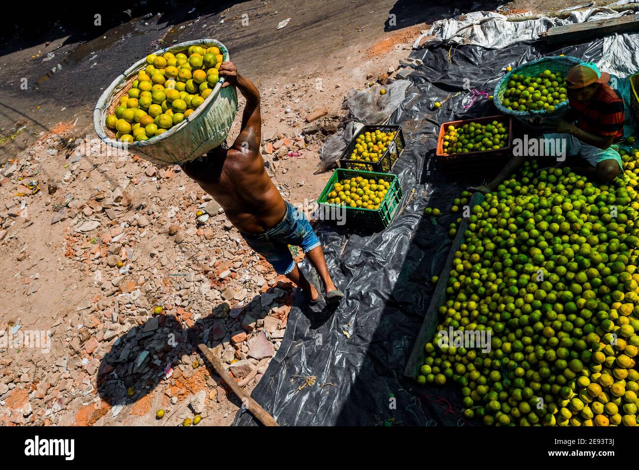 A Colombian worker carries a basket loaded with green oranges (for ...