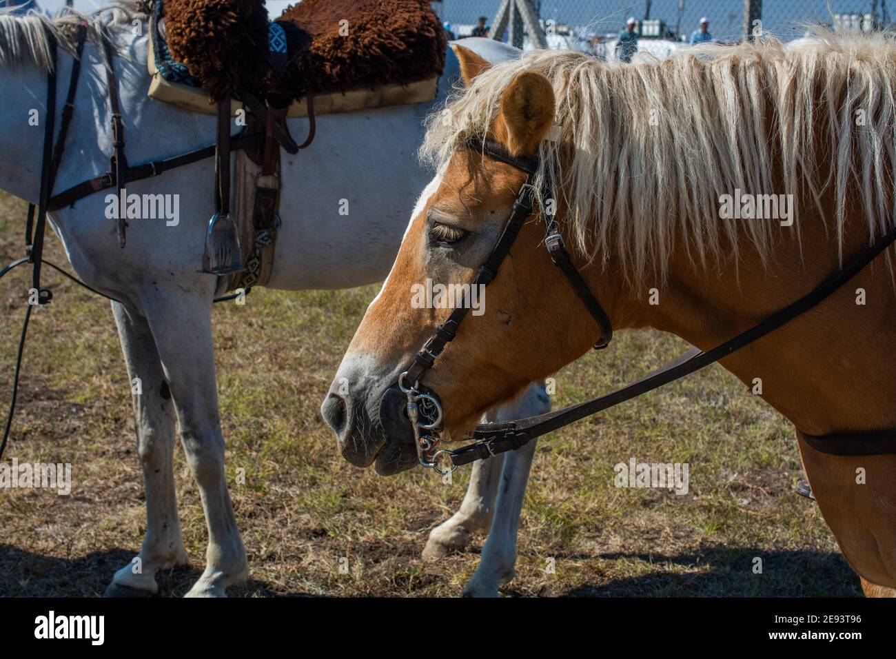 Portrait of a horse heads with long mane and partial harness Stock ...