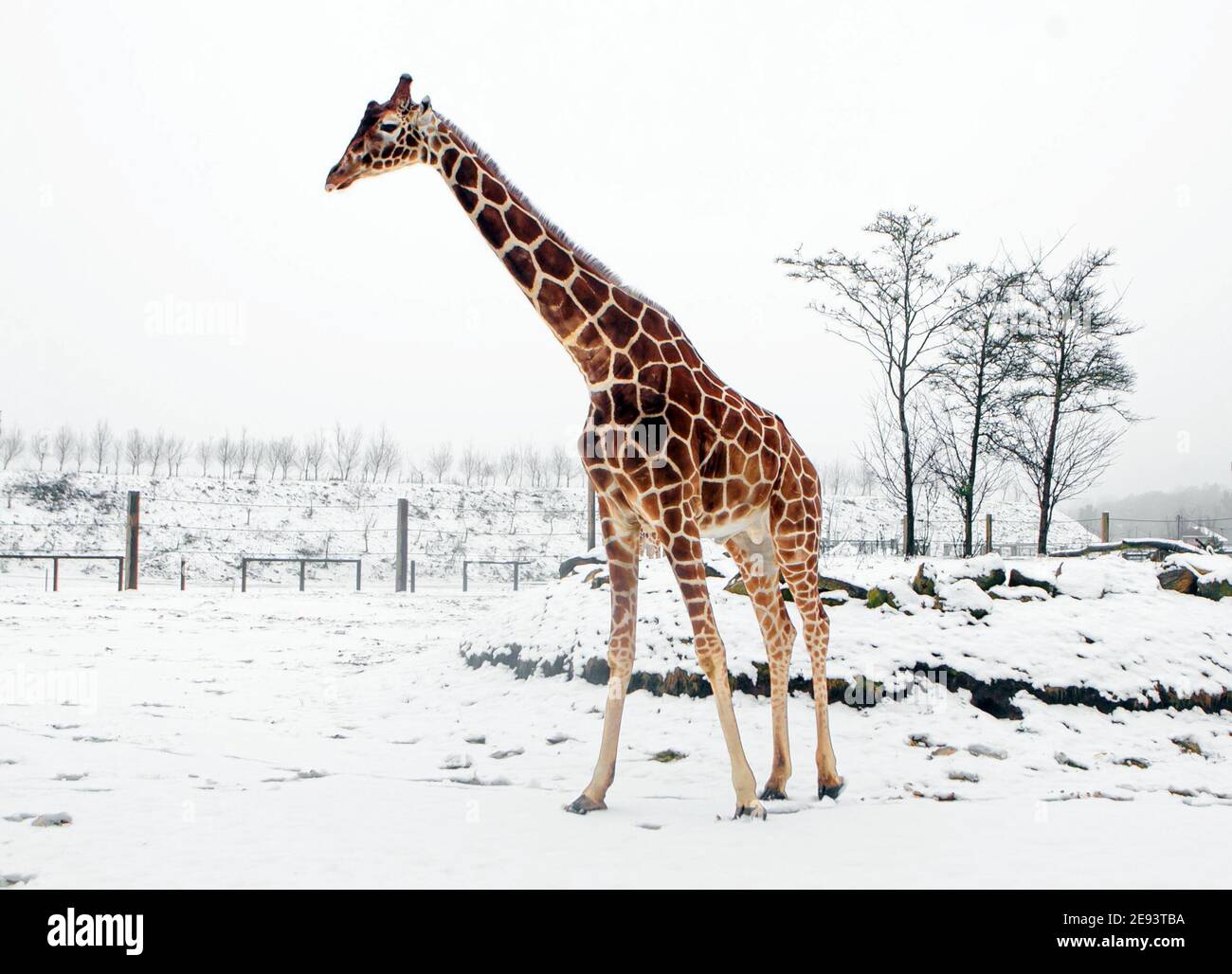 A giraffe makes a rare appearance in the snow at Yorkshire Wildlife ...