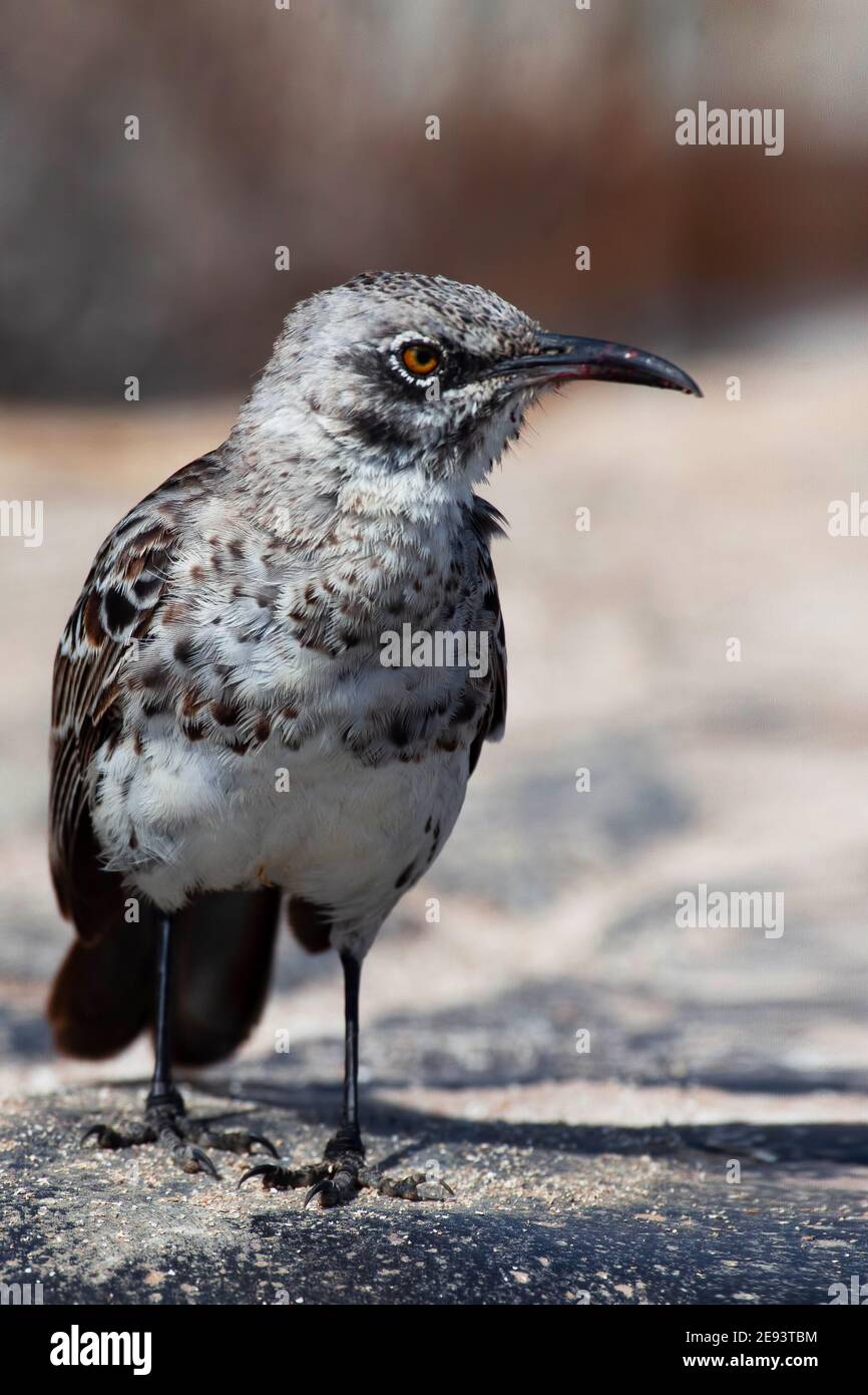 A Vertical of Hood Mockingbird, Mimus macdonaldi, Galapagos Islands ...