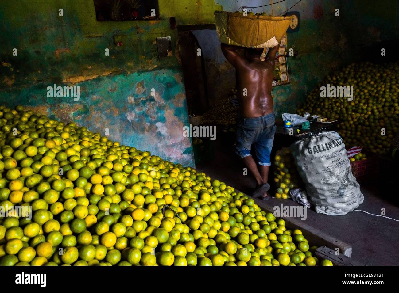 An Afro-Colombian worker carries a basket loaded with green oranges ...